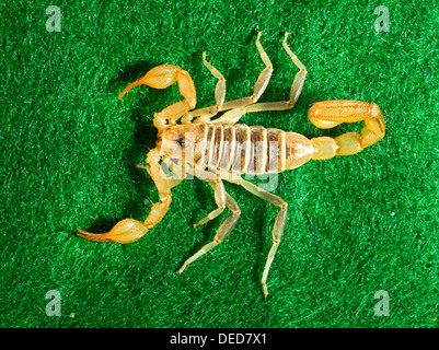 Northern scorpion (Paruroctonus boreus) in defensive posture, southern ...