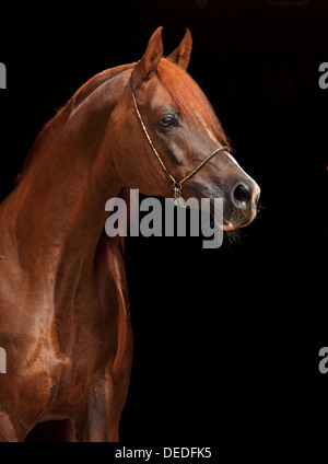 Portrait of a splendid purebred Arabian stallion against a black ...