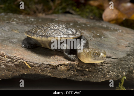 Northern snake-necked turtle, Chelodina oblonga, Chelidae, Australia ...