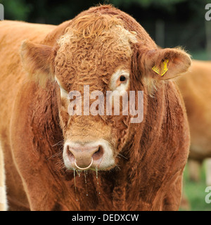 south devon bulls Stock Photo - Alamy