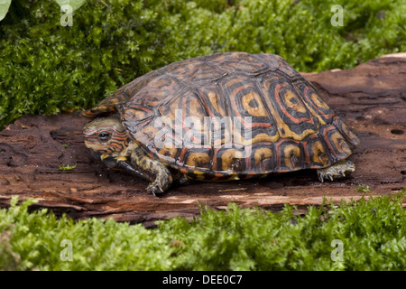 Ornate wood turtle, Rhinoclemmys pulcherrima manni Stock Photo - Alamy