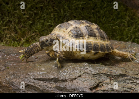 Russian tortoise, Testudo horsfieldi Stock Photo - Alamy