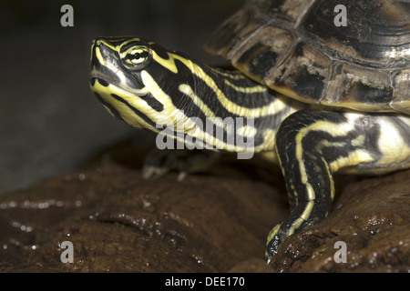 Yellow-bellied Slider (Trachemys scripta scripta) Reptilia Stock Photo ...