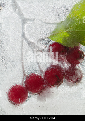 ice plants - hawthorn branches with berries frozen into ice, change of ...