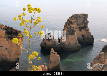 Ferrula communis, giant fennel yellow flower flowers tall garden plant ...