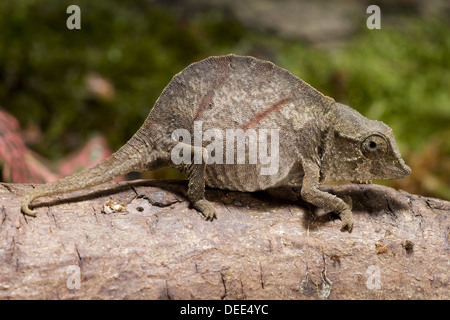 Green Pygmy Chamäleon, Rhampholeon viridis Stock Photo - Alamy