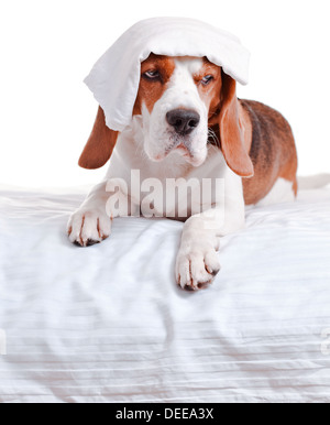 Very much sick dog , isolated on white background Stock Photo - Alamy