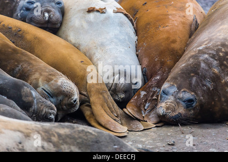Southern elephant seals, annual catastrophic molt, Hannah Point ...