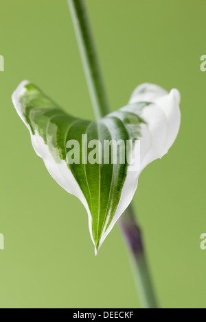 A close-up shot of green leaves in the garden in spring Stock Photo - Alamy