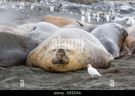 Southern elephant seals, annual catastrophic molt, Hannah Point ...