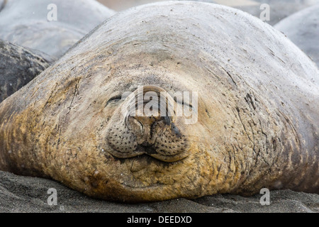 Southern elephant seals, annual catastrophic molt, Hannah Point ...