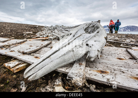 Littered beluga bones left by whalers (Delphinapterus leucas) at ...