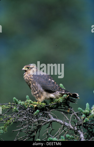 wildlife, merlin, bird of prey, falco columbarius, hawk Stock Photo - Alamy