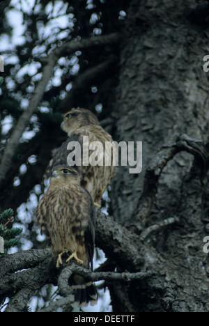 wildlife, merlin, bird of prey, falco columbarius, hawk Stock Photo - Alamy