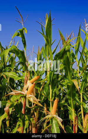 Ripe corn in a field Stock Photo - Alamy