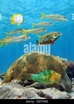 Tropical fish at Aruba coral reef Stock Photo - Alamy