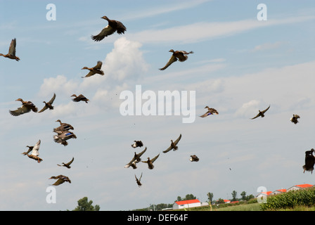 birds take flight over a farm in the early morning sunrise Stock Photo ...