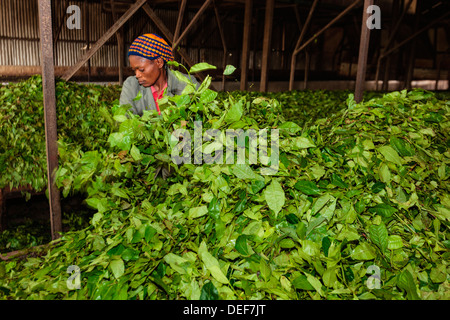 Africa, Cameroon, Buea. Tea leaves at Tole Tea Estate Stock Photo - Alamy