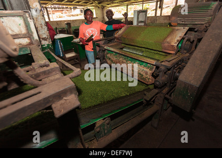 Africa, Cameroon, Buea. Leaf maceration machine at Tole Tea Estate ...