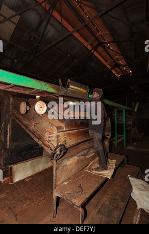 Africa, Cameroon, Buea. Tea leaves at Tole Tea Estate Stock Photo - Alamy