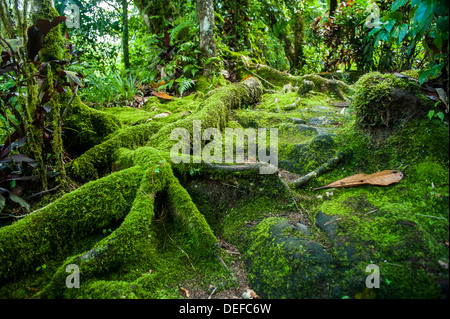 Moss overgrowing trees, Pohnpei, Micronesia Stock Photo - Alamy