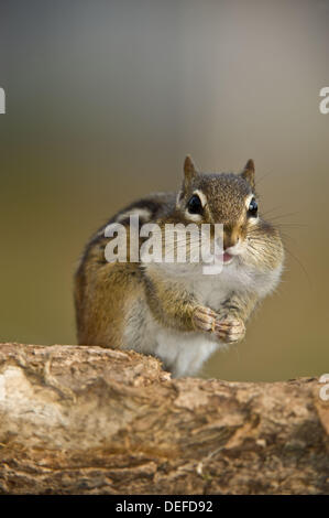 Eastern chipmunk (Tamias striatus) filling cheek pouches with seeds ...