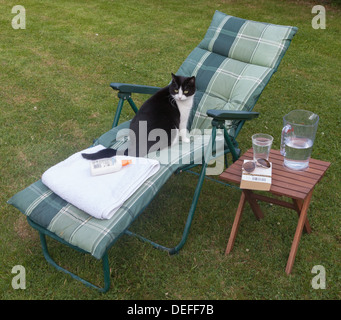 Black and white cat relaxing on a weathered wooden bench with rustic ...