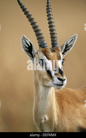 THOMSON’S GAZELLE Gazella thomsoni close up of the feet and hooves ...