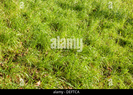 Long, overgrown grass on the lawn of a backyard garden Stock Photo - Alamy