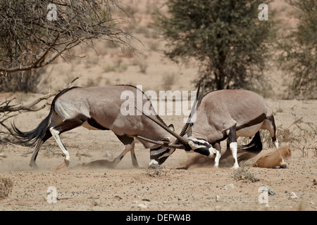 Gemsbok fighting Kalahari National Park South Africa Stock Photo - Alamy