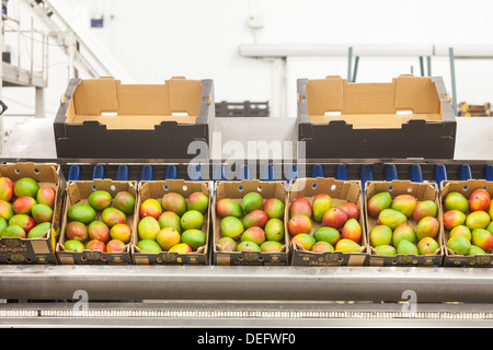 Boxes of fresh sweet juicy mangoes on a counter of local farm market in ...