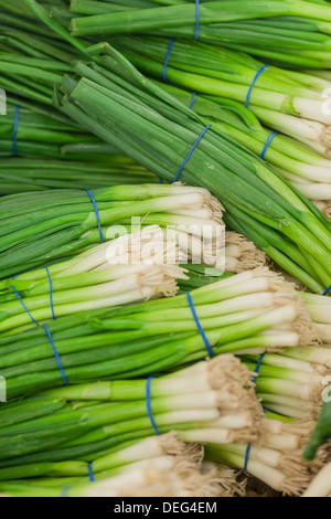 SPRING ONIONS IN PACKING FACTORY Stock Photo - Alamy