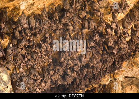Bats on roof of cave chamber inside Purah Goa Lawah, Hindu Bat Temple ...