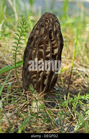 Black morel (Morchella conica Stock Photo - Alamy