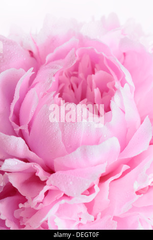 Vertical macro of a vibrant pink peony bloom with layered petals and ...