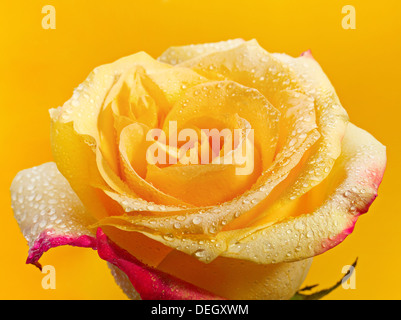 rose head closeup isolated on white background Stock Photo - Alamy