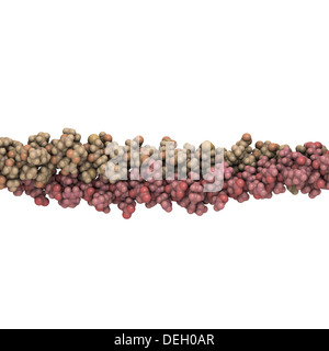 Keratin intermediate filament, chemical structure. Keratin is one of ...