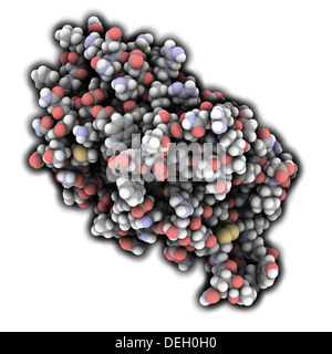 Interleukin 6 (IL-6) molecule, chemical structure. IL-6 is a an ...