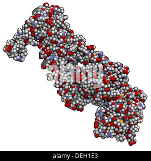 Structure of the human cardiac troponin core domain. Composed of three ...