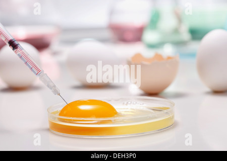 Scientist giving egg an injection by syringe Stock Photo - Alamy