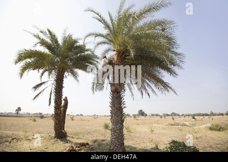 Tribal man Climbing a Toddy Tree, RATHAWA TRIBE, Gadiya Village ...