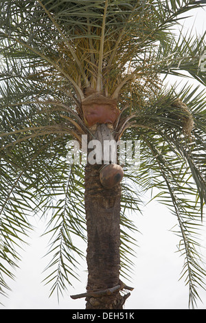 toddy palm tree Stock Photo - Alamy
