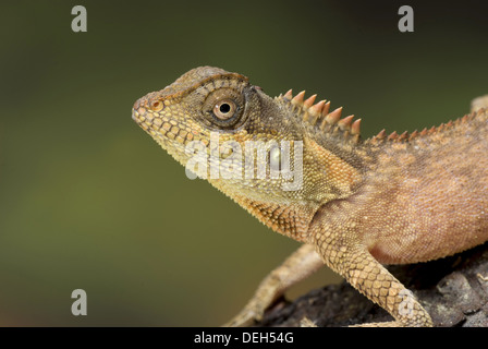 Mountain horned dragon, or Pricklenape agama (Acanthosaura lepidogaster ...
