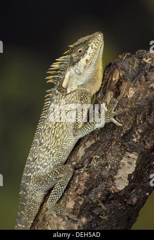 Mountain horned dragon / Pricklenape agama (Acanthosaura lepidogaster ...