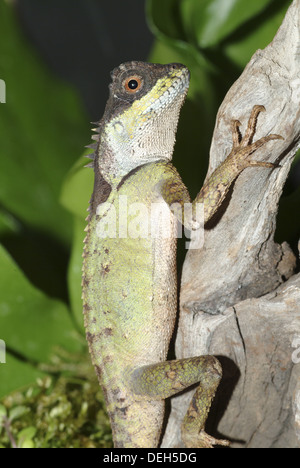 dwarf spiny lizard, acanthosaura lepidogaster Stock Photo - Alamy