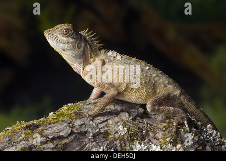 Greater Spiny Lizard (Acanthosaura armata), on mossy branch Stock Photo ...