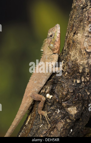 Indo-Chinese Blue-Crested Lizard with mating display, perched on a tree ...