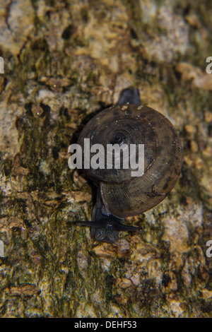 Snail on a tree in the woods Stock Photo - Alamy
