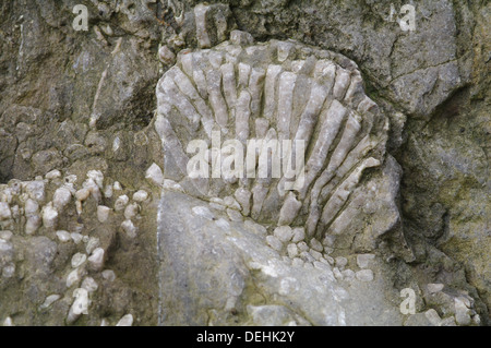 corals, fossils in a limestone Stock Photo - Alamy