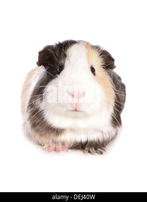 Tri colour guinea pig in a studio Stock Photo - Alamy